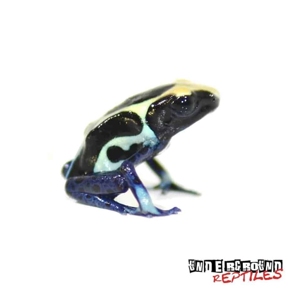 Cobalt Blue Tinctorius Dart Frogs For Sale - Underground Reptiles