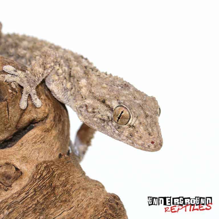 Crocodile Gecko For Sale - Underground Reptiles