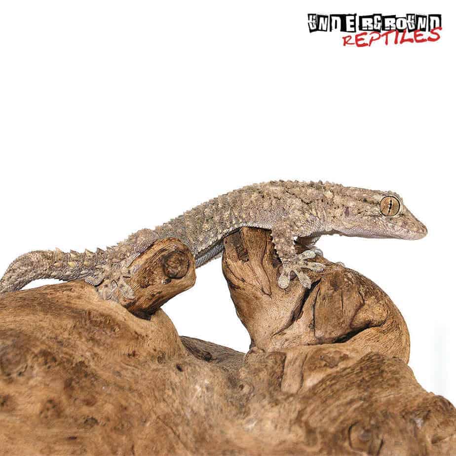 Crocodile Gecko For Sale - Underground Reptiles