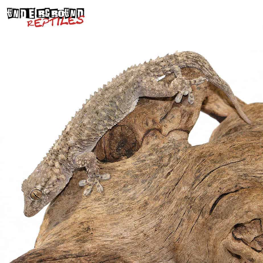 Crocodile Gecko For Sale - Underground Reptiles