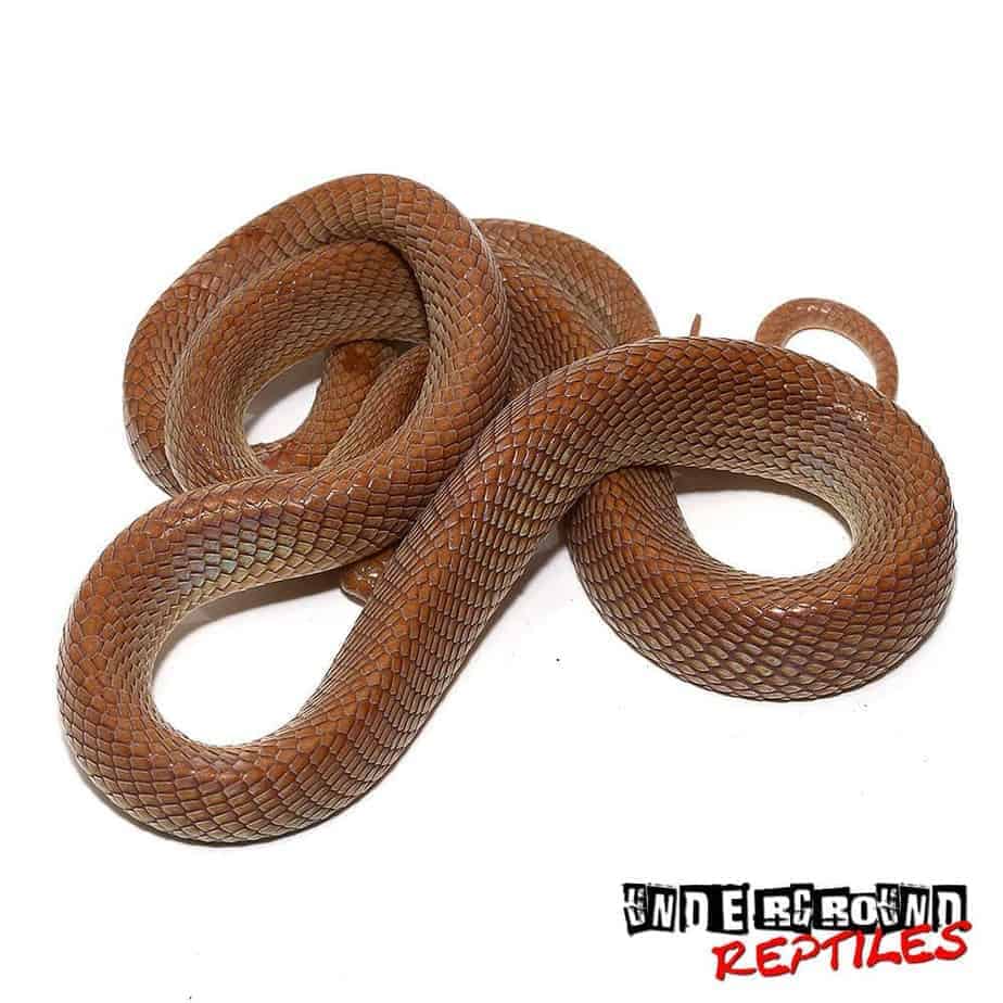 Egyptian Cat Eye Snake For Sale - Underground Reptiles