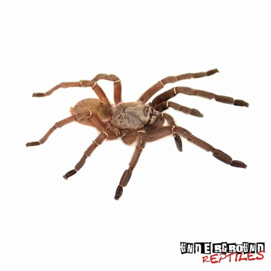 Emerald Skeleton Leg Tarantula - Underground Reptiles