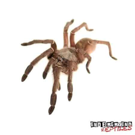 Emerald Skeleton Leg Tarantula - Underground Reptiles