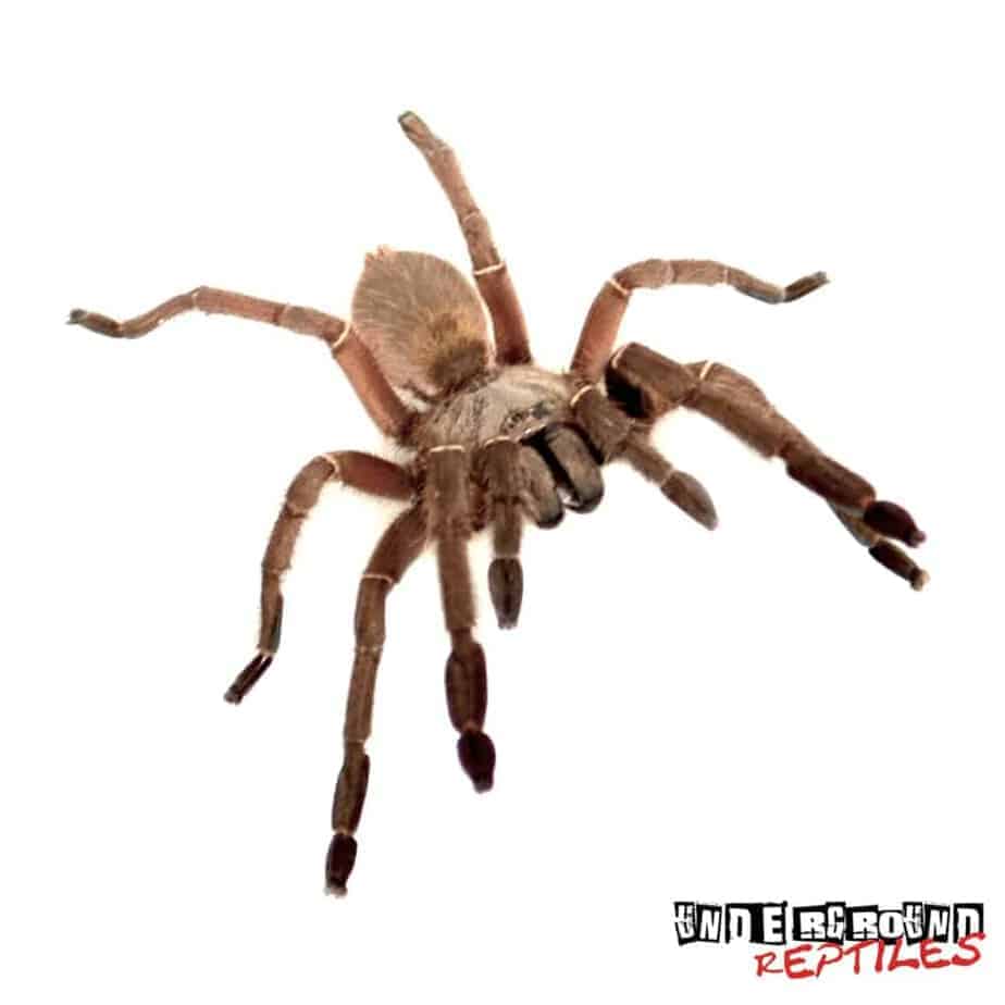 Emerald Skeleton Leg Tarantula - Underground Reptiles