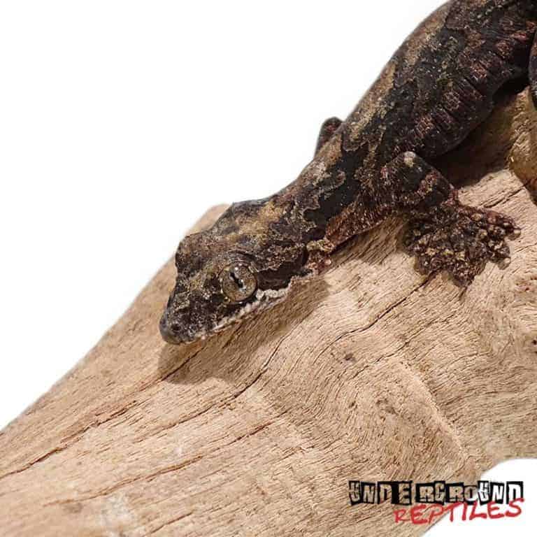 Flying Geckos For Sale - Underground Reptiles
