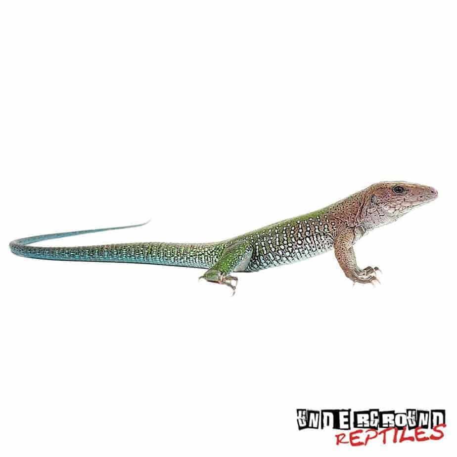 Green Amievas For Sale - Underground Reptiles