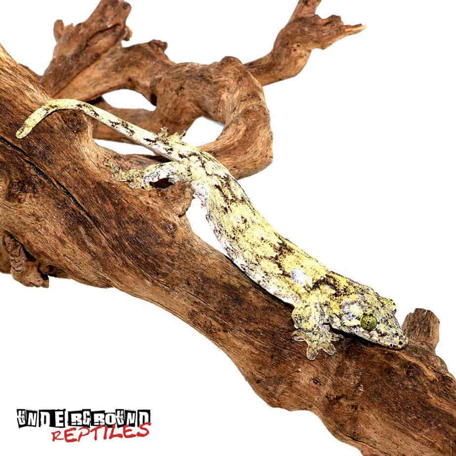 Halmahera Geckos For Sale - Underground Reptiles