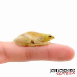 Hatchet Face Tree Frog - Underground Reptiles