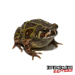 Marbled Hopper Frog - Underground Reptiles