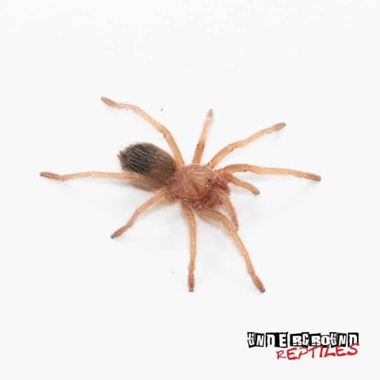 Baby Curly Haired Tarantula - Underground Reptiles
