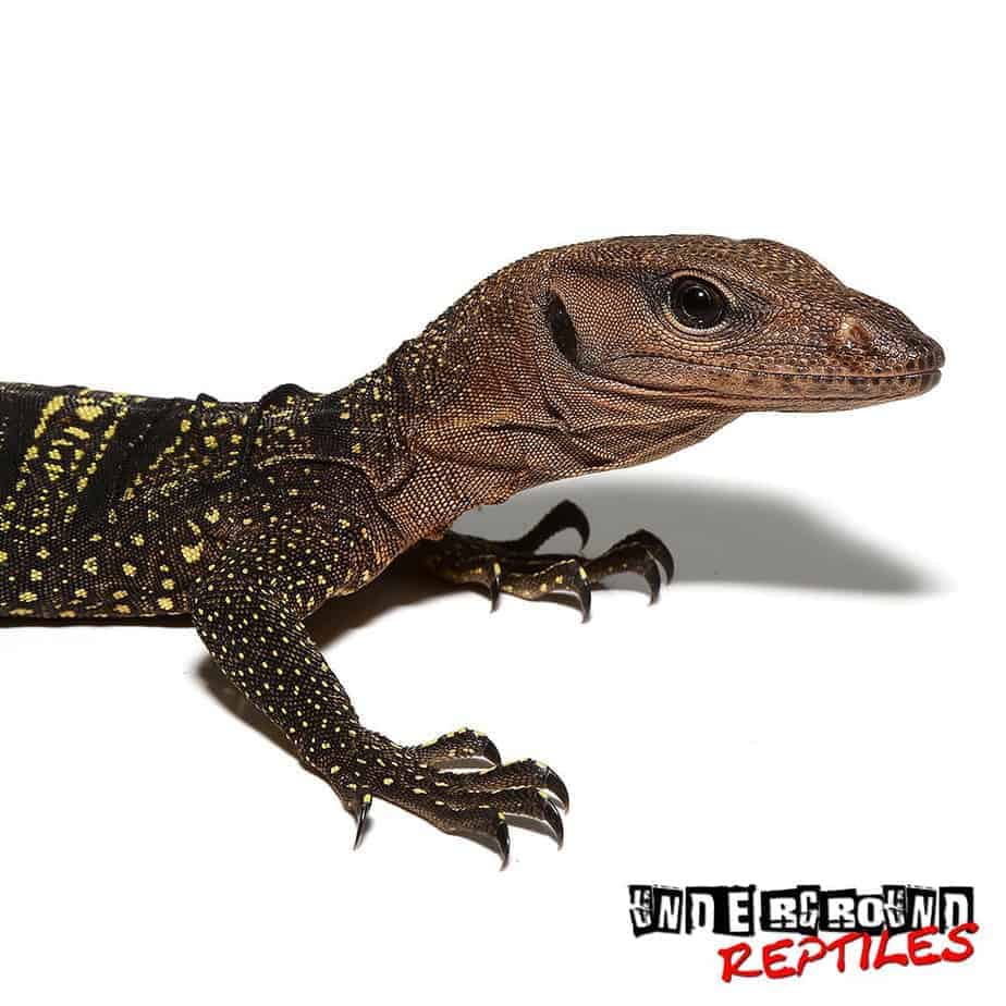 Spiny Neck Monitors For Sale - Underground Reptiles