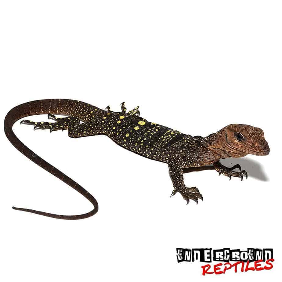 Spiny Neck Monitors For Sale - Underground Reptiles