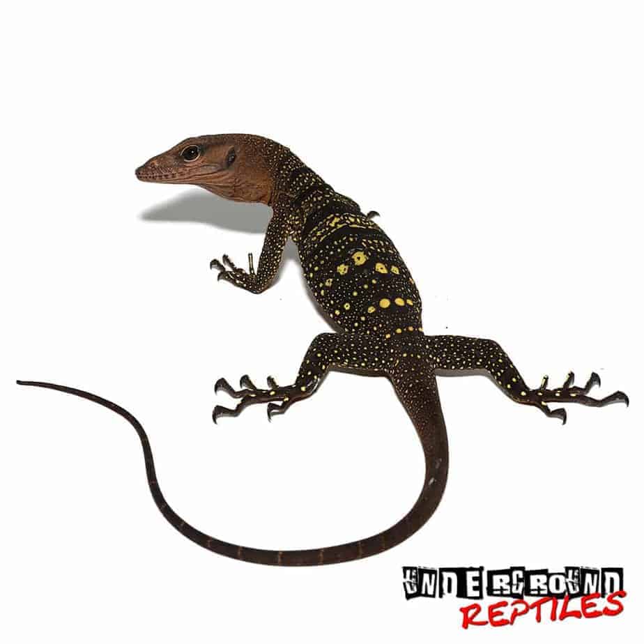 Spiny Neck Monitors For Sale - Underground Reptiles