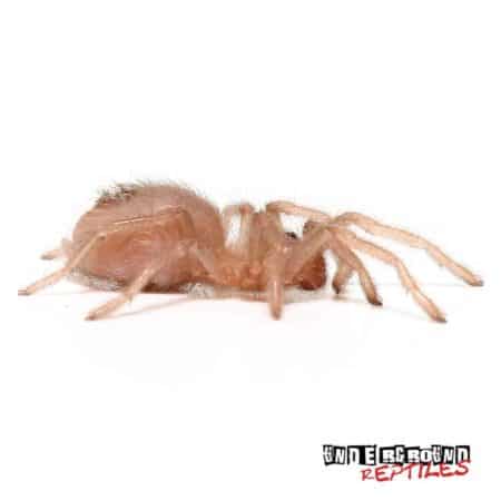 Tucson Blonde Tarantula - Underground Reptiles