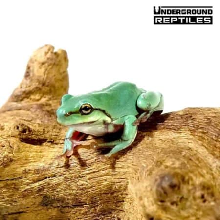 baby australian blue dumpy tree frog for sale - Underground Reptiles