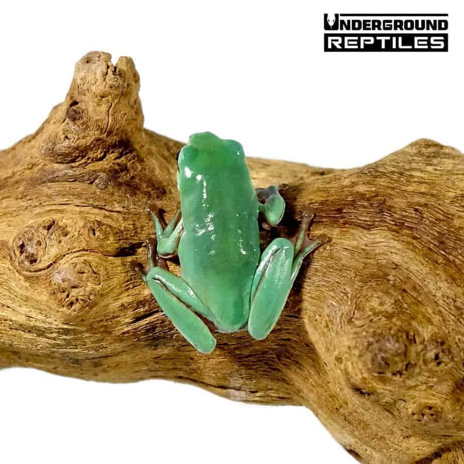 baby australian blue dumpy tree frog for sale - Underground Reptiles