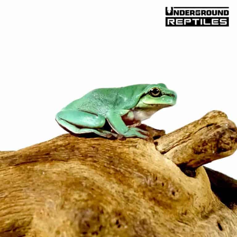 baby australian blue dumpy tree frog for sale - Underground Reptiles