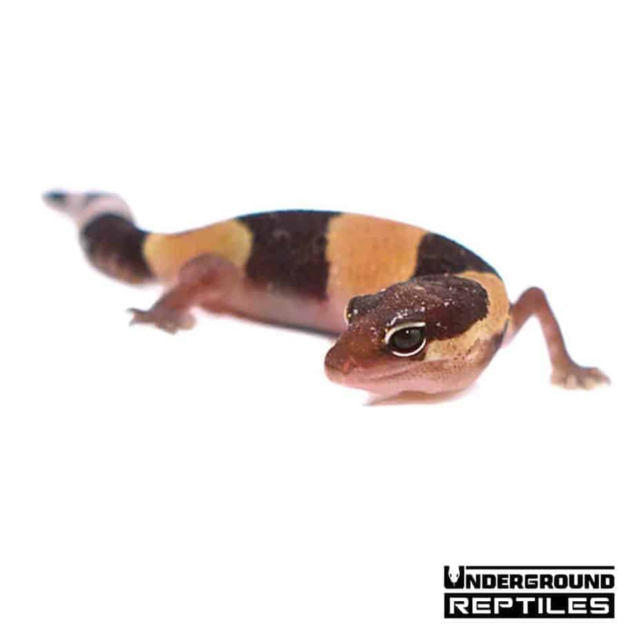 Baby Fat Tail Geckos For Sale - Underground Reptiles