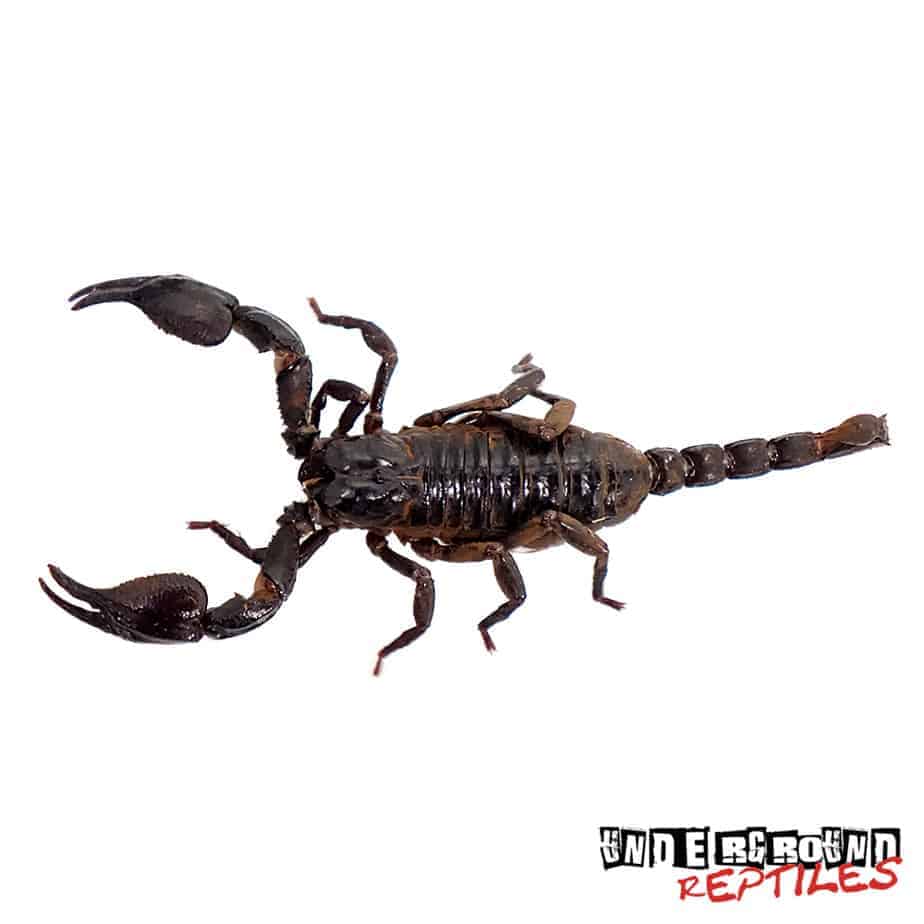 Baby Asian Forest Scorpion - Underground Reptiles