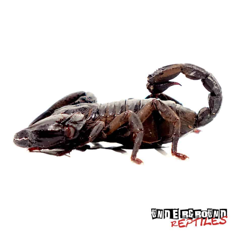 Baby Asian Forest Scorpion - Underground Reptiles