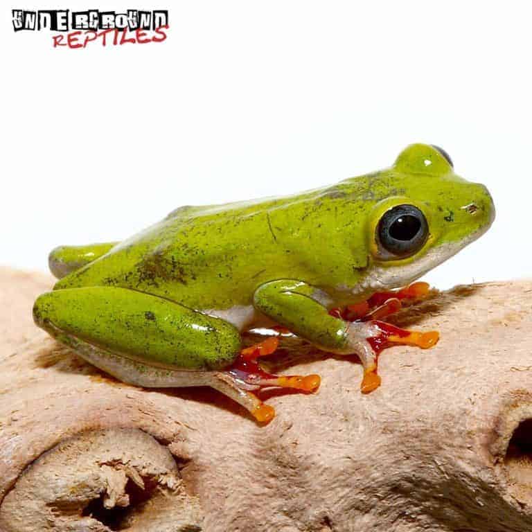 Reed Frogs - Underground Reptiles - FOR SALE - ORDER NOW