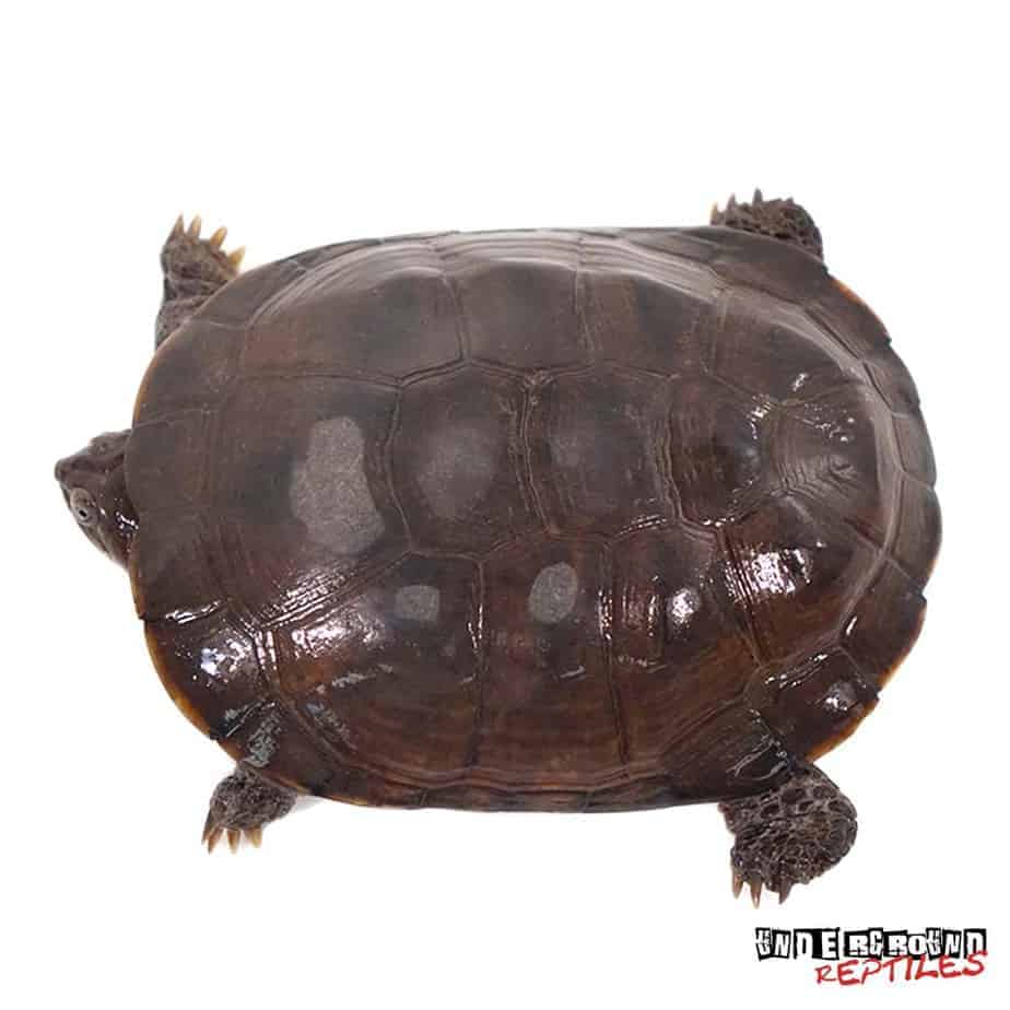 West African Helmeted Turtles For Sale - Underground Reptiles