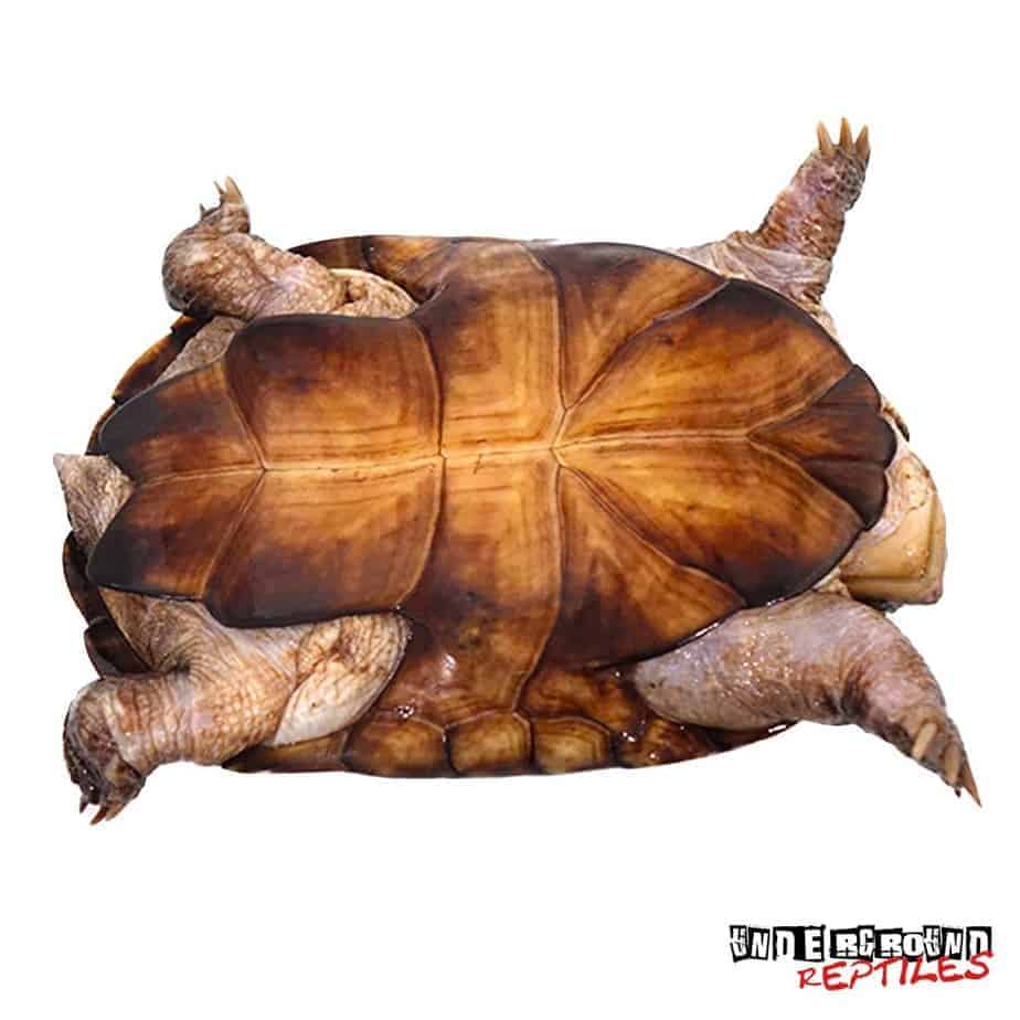 West African Helmeted Turtles For Sale - Underground Reptiles