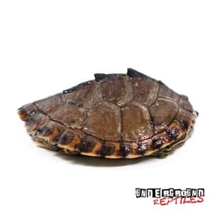 Baby Pearl River Map Turtle - Underground Reptiles