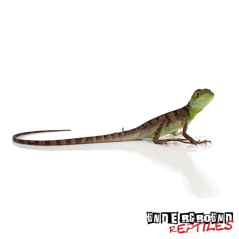 Green Basilisks For Sale - Underground Reptiles