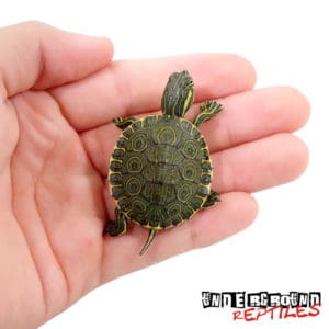 Baby Nicaraguan Ornate Slider Turtle - Underground Reptiles