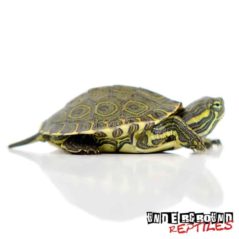 Baby Nicaraguan Ornate Slider Turtle - Underground Reptiles