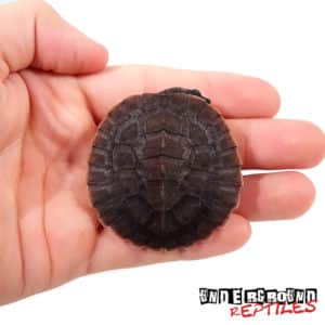 Baby Pinkbelly Snapping Turtles (Elseya novaeguinea) For Sale ...