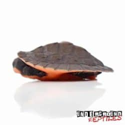 Baby Pinkbelly Snapping Turtles (Elseya novaeguinea) For Sale ...