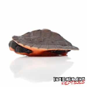 Baby Pinkbelly Snapping Turtles (Elseya novaeguinea) For Sale ...