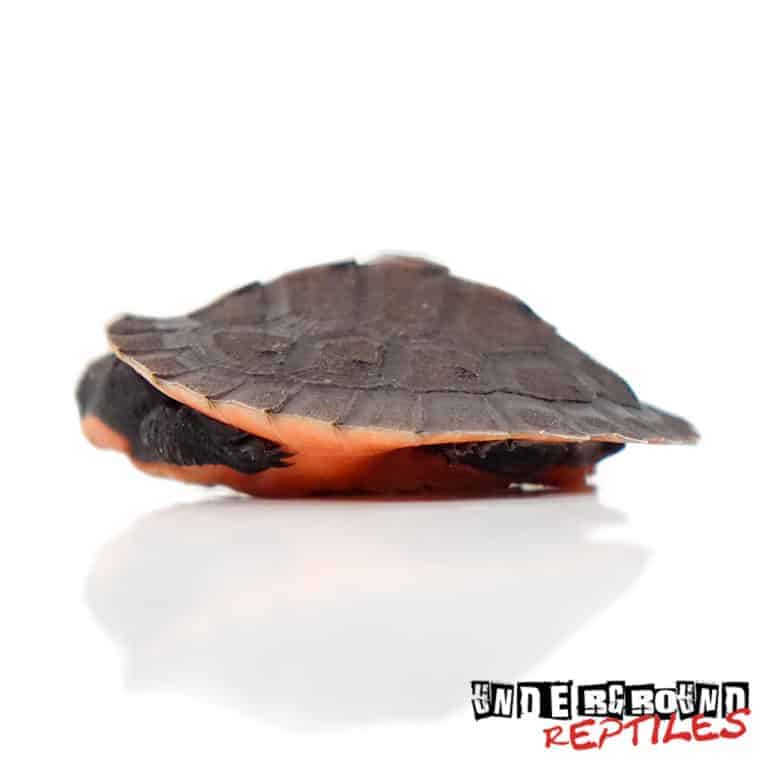 Baby Pinkbelly Snapping Turtles (Elseya novaeguinea) For Sale ...