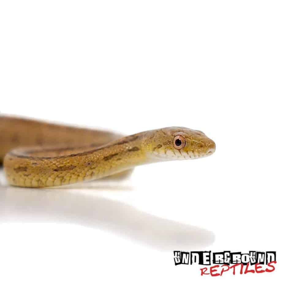 Baby Yellow Ratsnake - Underground Reptiles