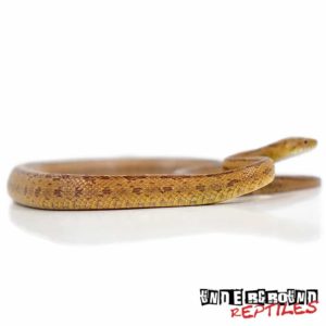 Baby Yellow Ratsnake - Underground Reptiles