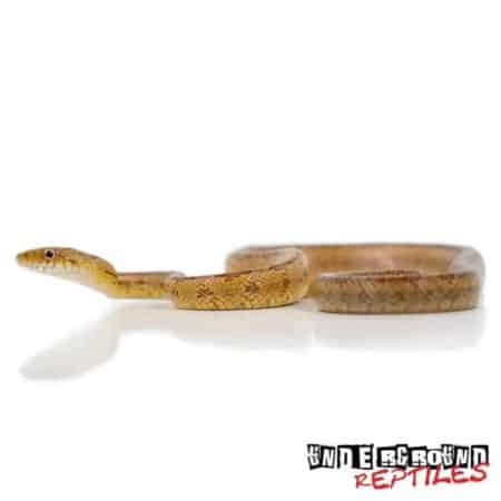 Baby Yellow Ratsnake - Underground Reptiles