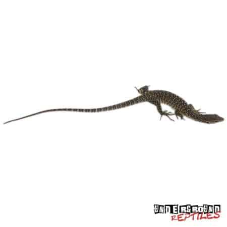 Blue Spotted Timor Monitor For Sale - Underground Reptiles