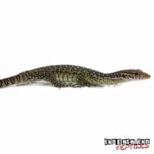 Blue Spotted Timor Monitor For Sale - Underground Reptiles