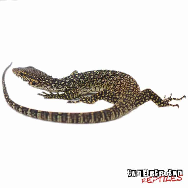 Blue Spotted Timor Monitor For Sale - Underground Reptiles