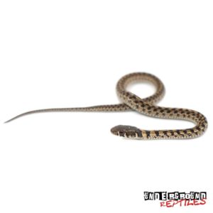 Checkered Garter Snakes For Sale - Underground Reptiles