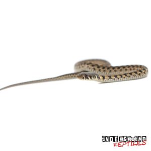 Checkered Garter Snakes For Sale - Underground Reptiles
