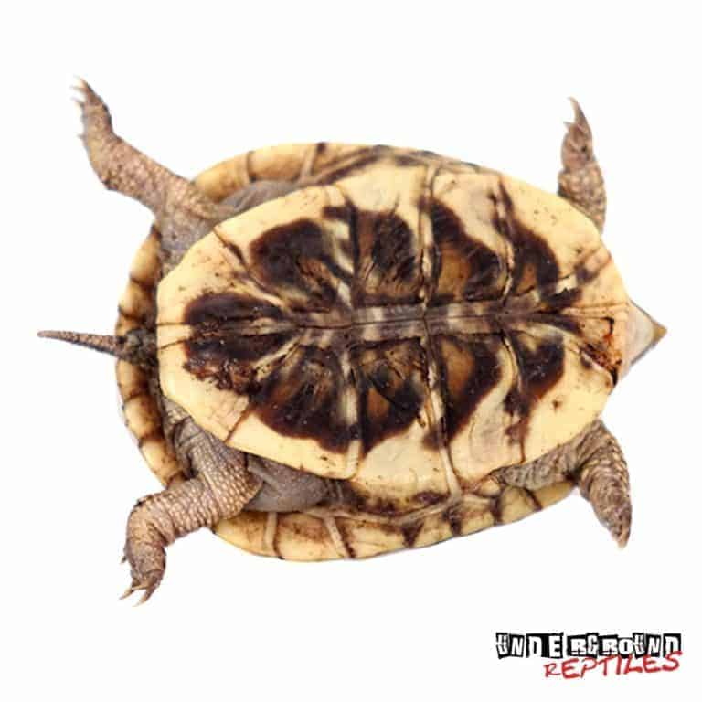 Baby Desert Ornate Box Turtles For Sale - Underground Reptiles