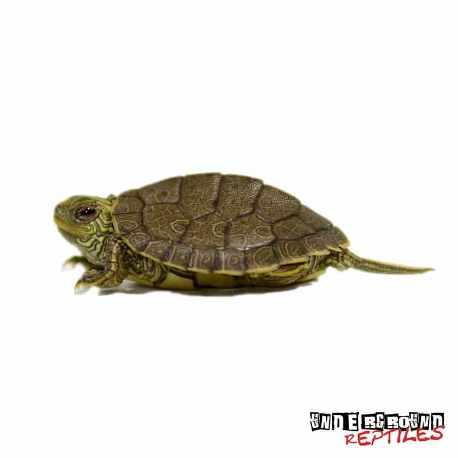 Baby Geographic Map Turtles For Sale - Underground Reptiles