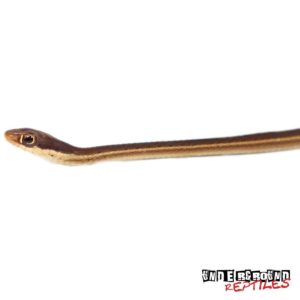 Baby Ribbon Snakes For Sale - Underground Reptiles