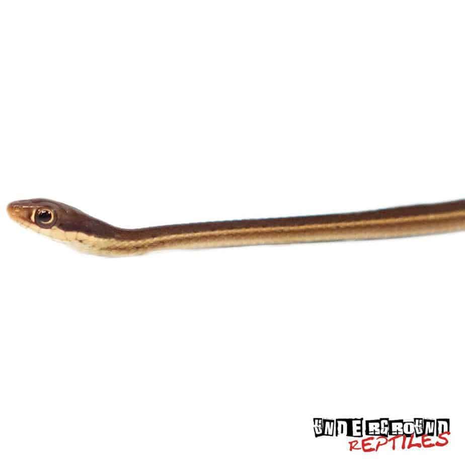 Baby Ribbon Snakes For Sale - Underground Reptiles
