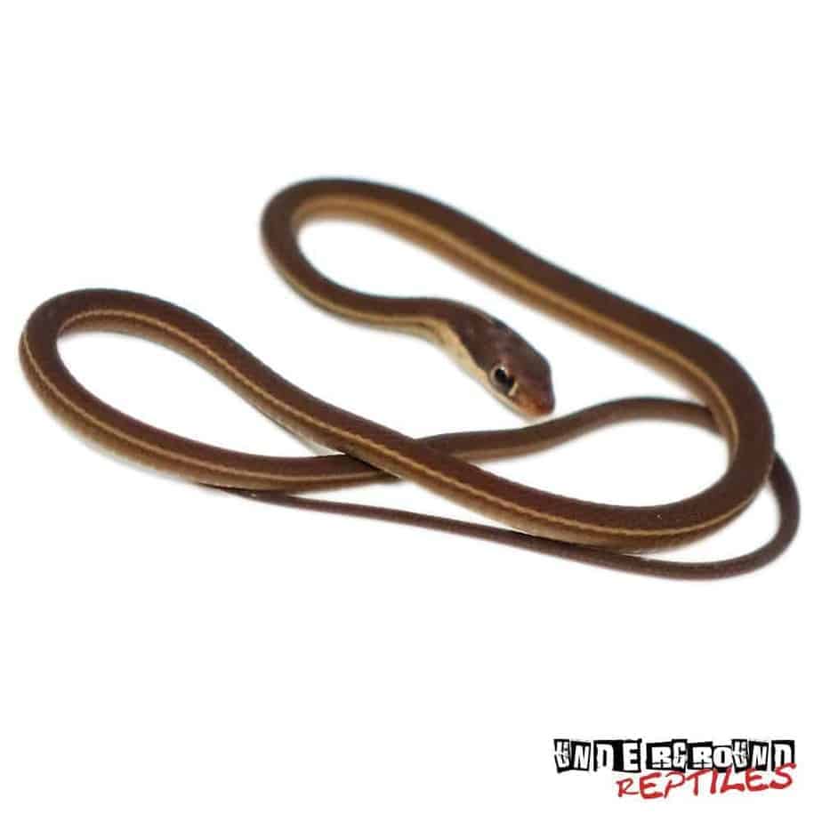 Baby Ribbon Snakes For Sale - Underground Reptiles