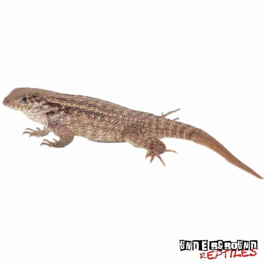 Curly Tail Lizard - Underground Reptiles