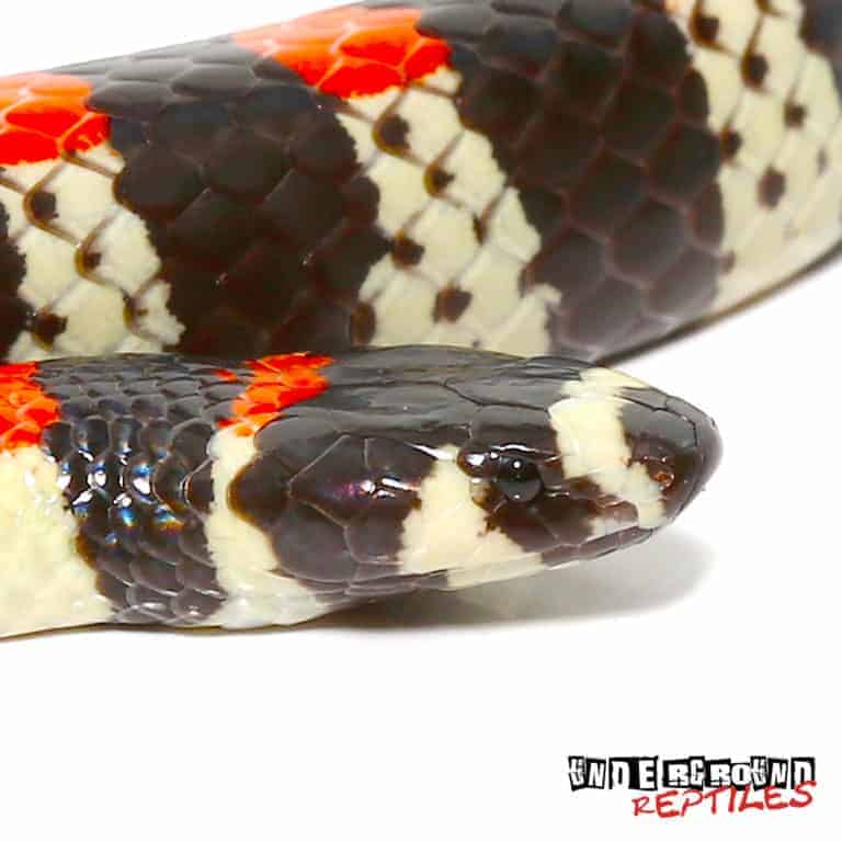 Black Banded Snake - Underground Reptiles